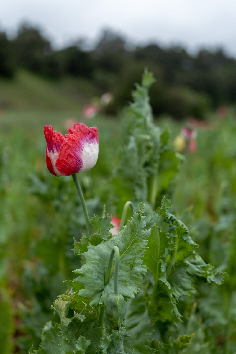Danish Flag Poppy - The Plant Good Seed Company