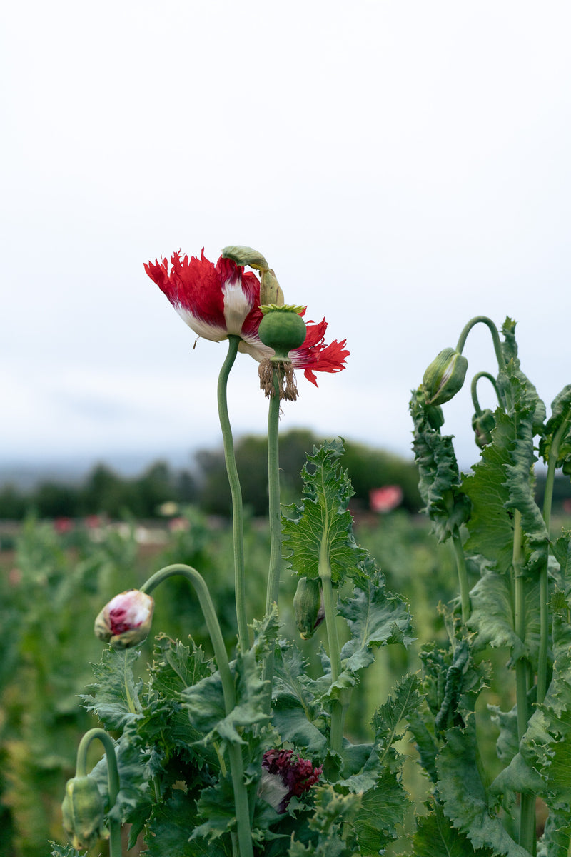 Danish Flag Poppy - The Plant Good Seed Company