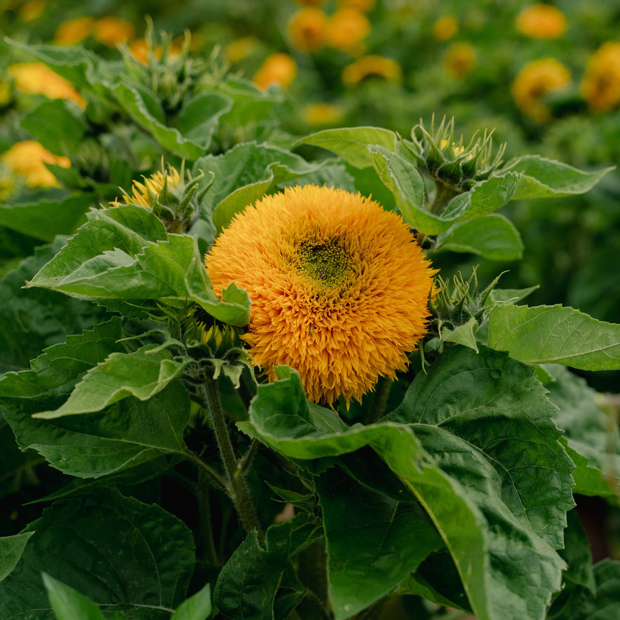 Double Goldy F1 Sunflower Seeds - The Plant Good Seed Company