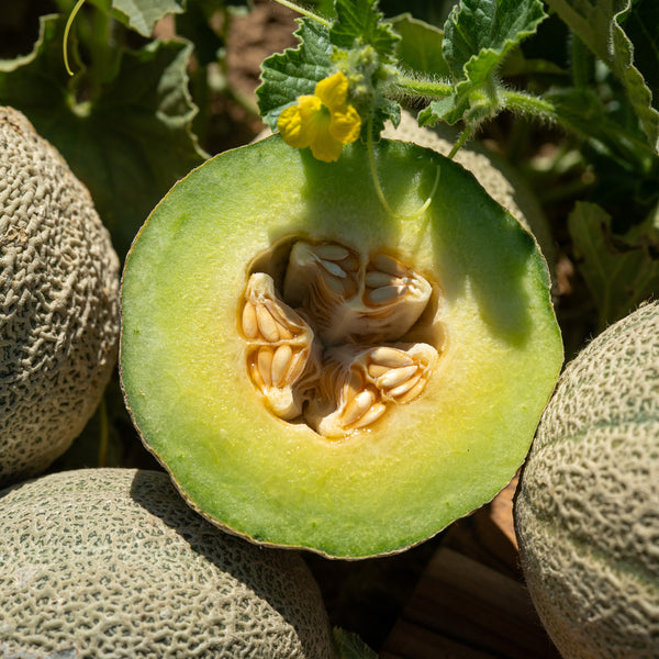 Ice Cream Melon - The Plant Good Seed Company