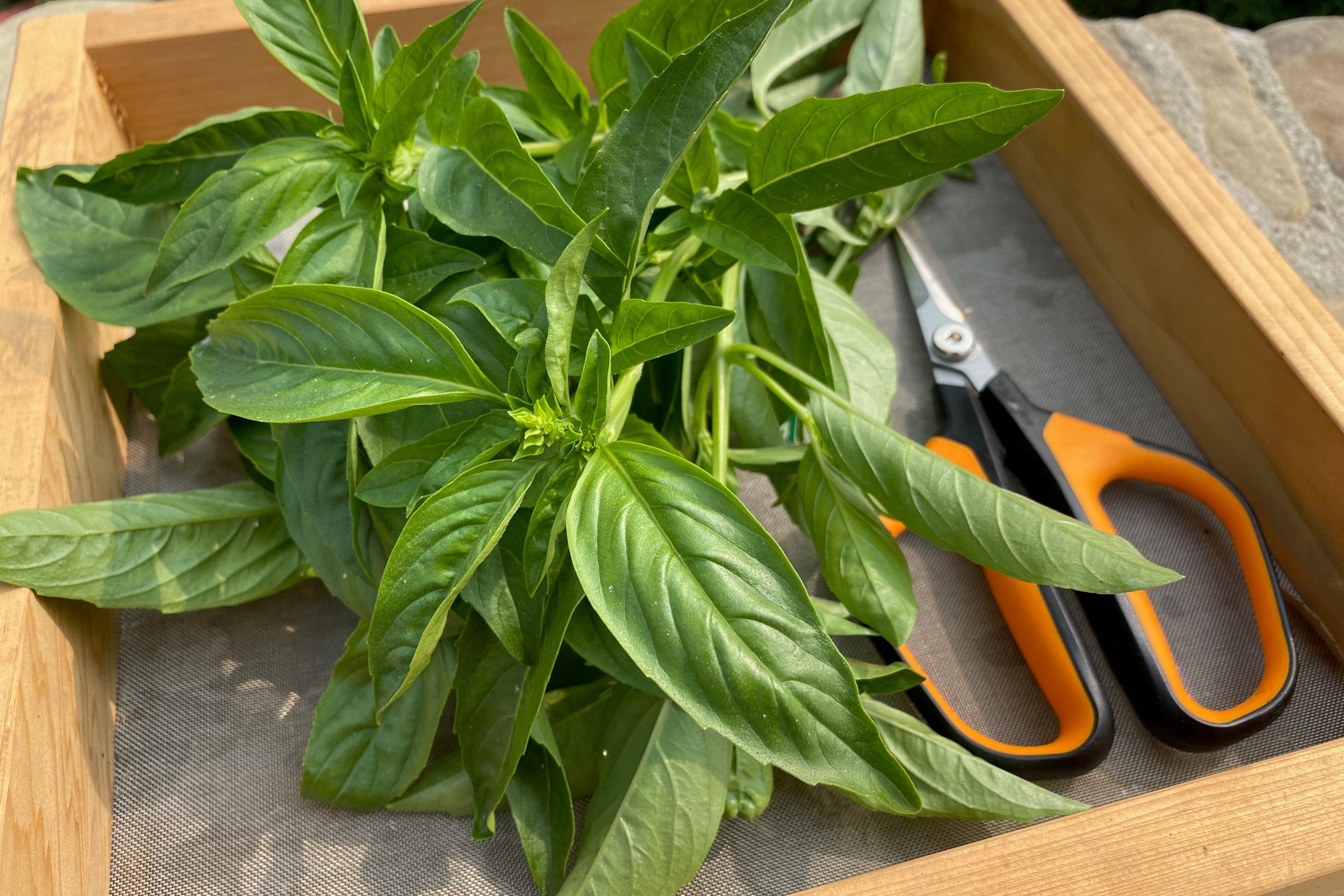 Italian Large Leaf Basil Seeds - The Plant Good Seed Company