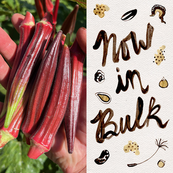 Jing Orange Okra Seeds - The Plant Good Seed Company