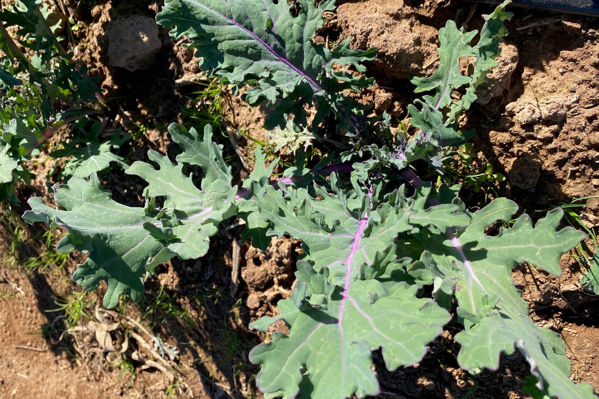 Red Russian Kale - The Plant Good Seed Company