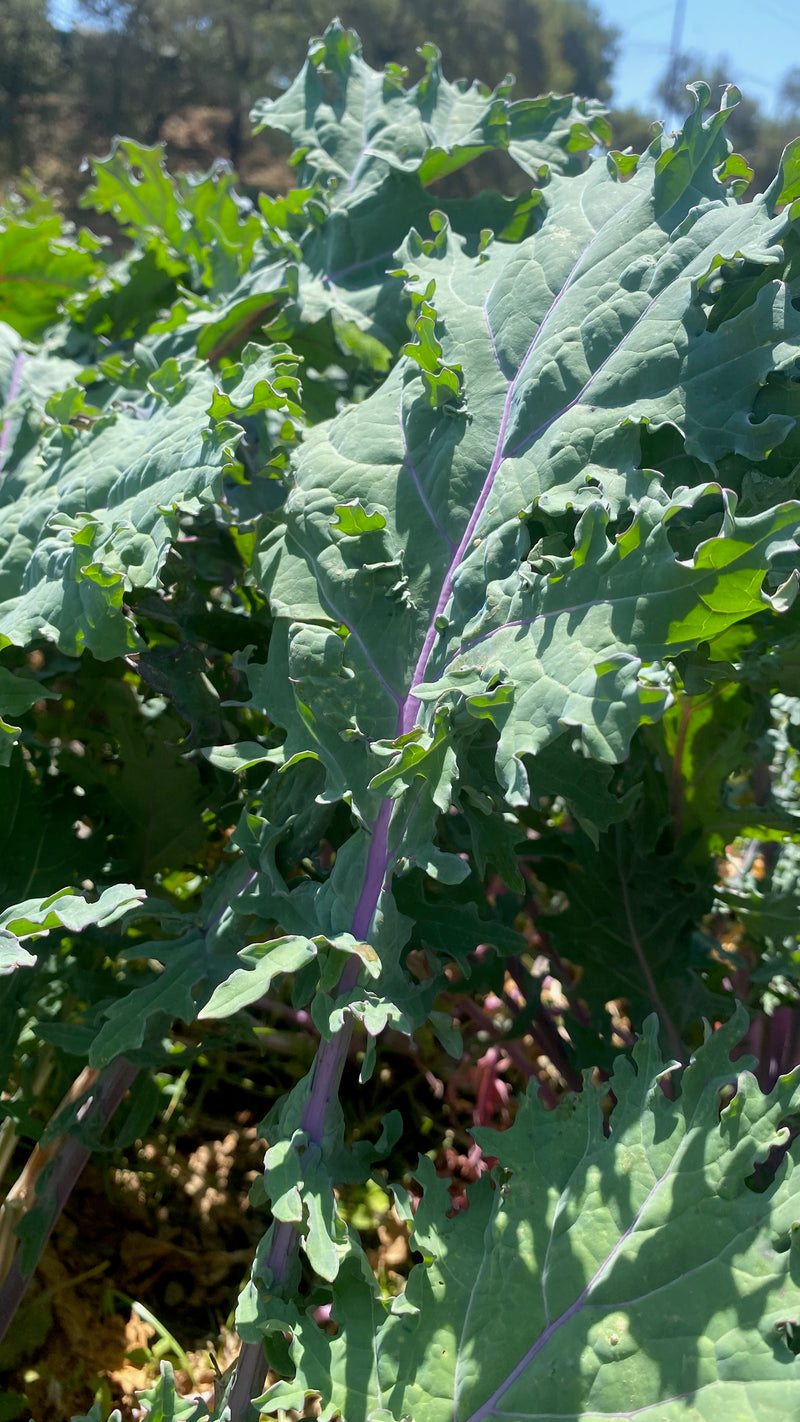 Red Russian Kale - The Plant Good Seed Company