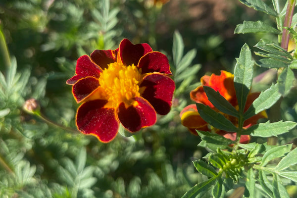 Red Gem Marigold Seeds - The Plant Good Seed Company