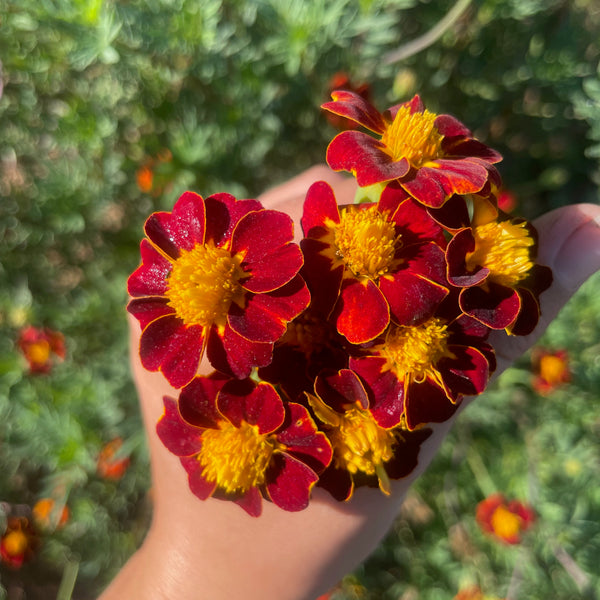 Red Gem Marigold Seeds - The Plant Good Seed Company