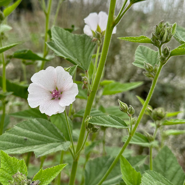 Marshmallow Root Seeds - The Plant Good Seed Company
