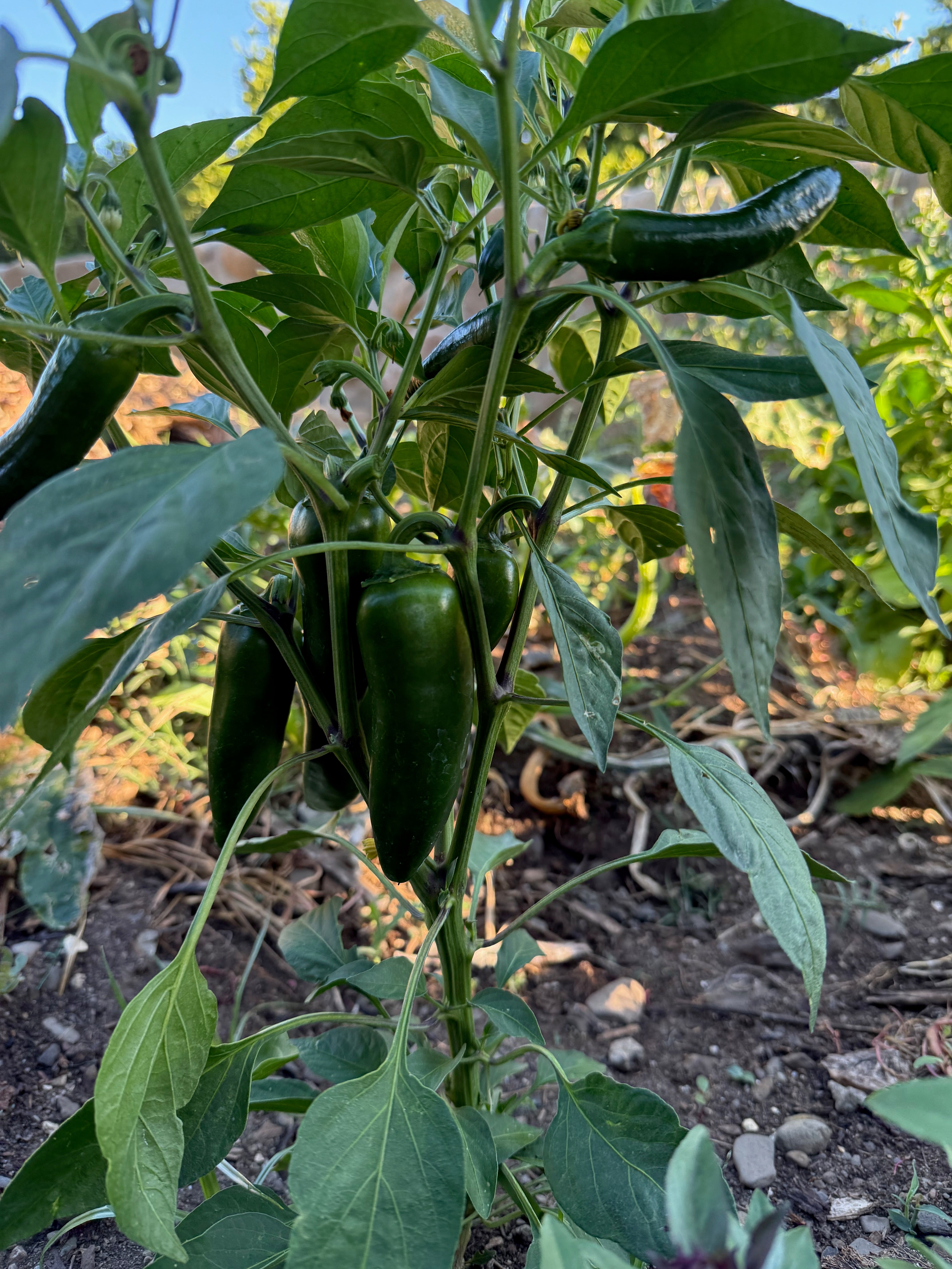 Megatron F1 Jalapeño Pepper - The Plant Good Seed Company
