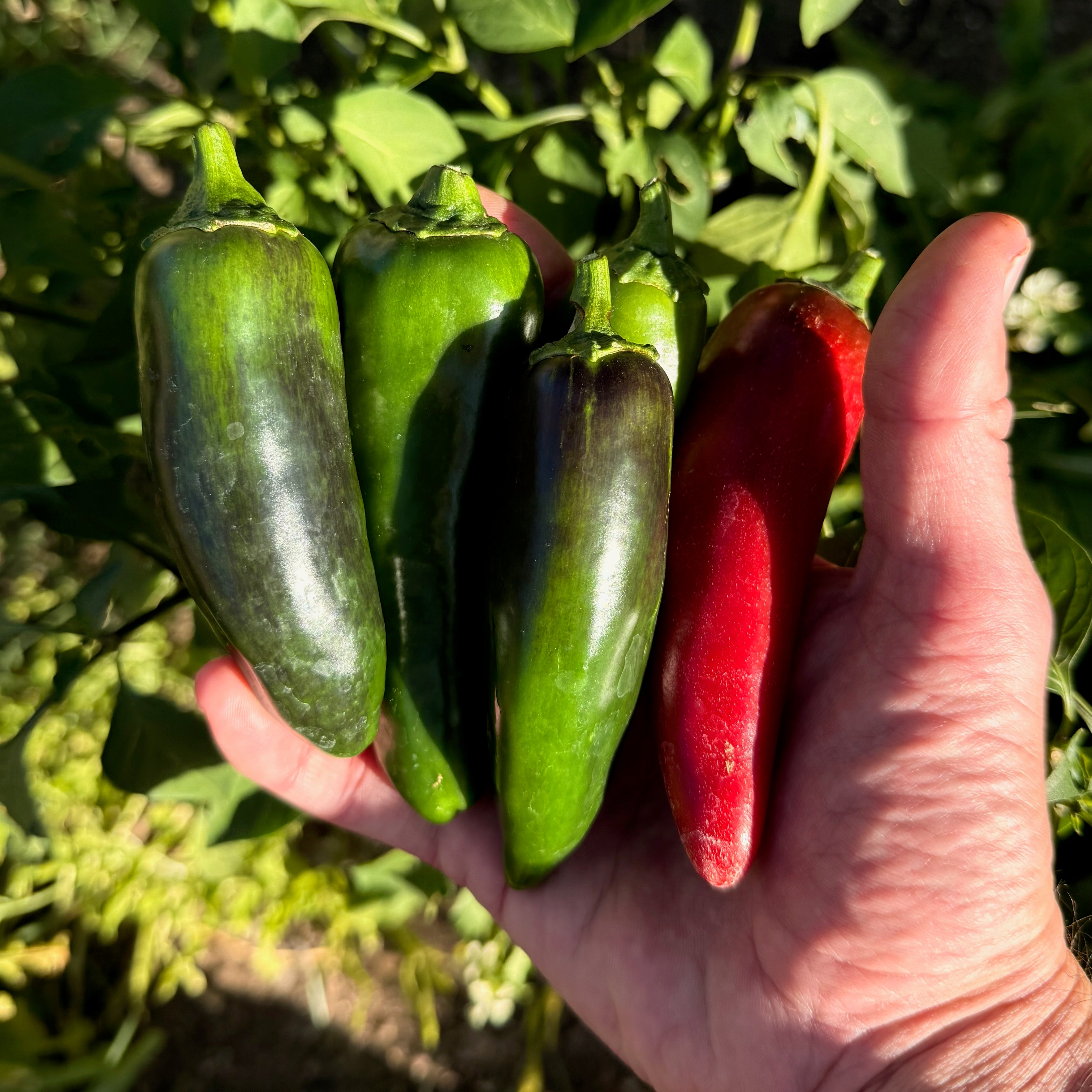 Megatron F1 Jalapeño Pepper - The Plant Good Seed Company