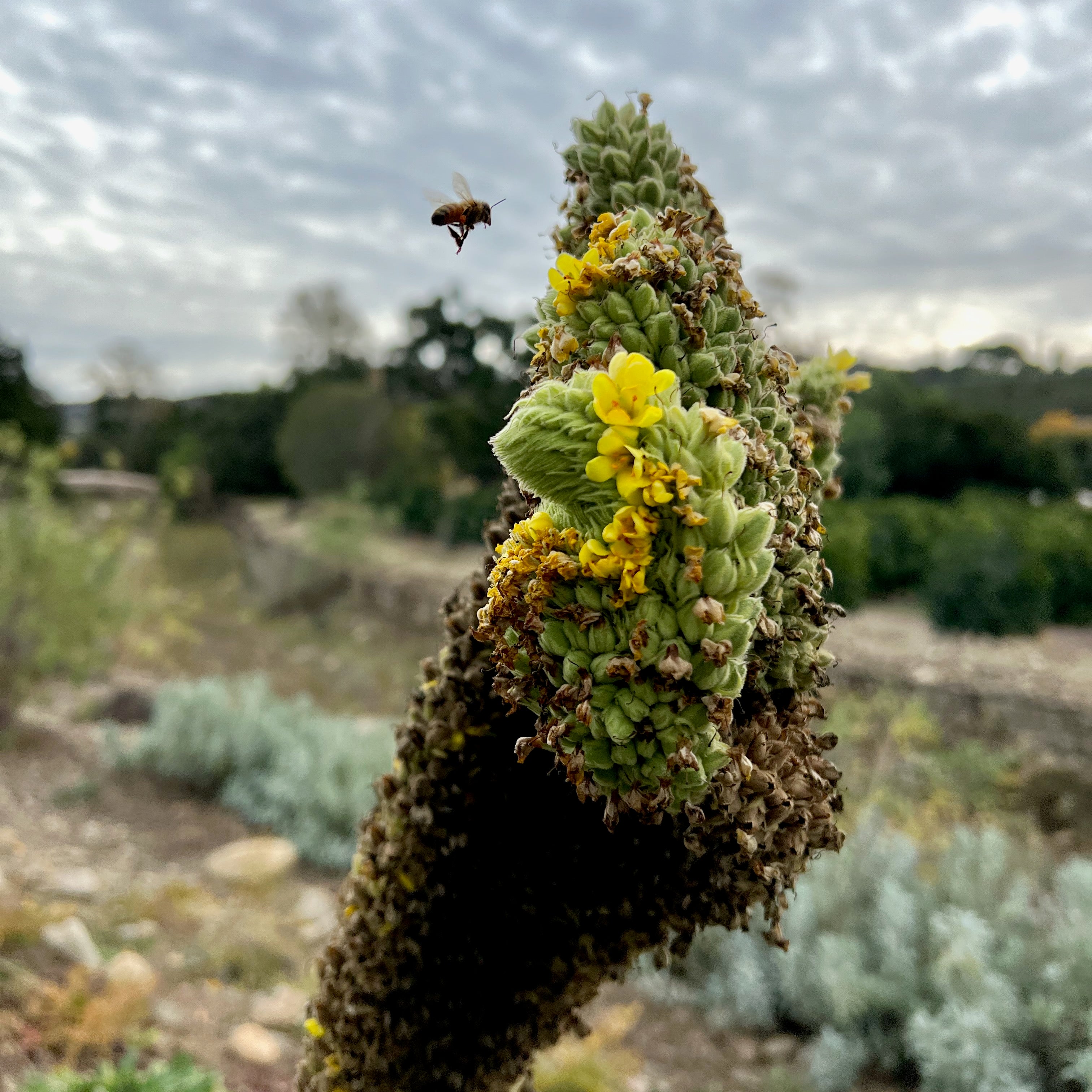 Common / Great Mullein Seeds - The Plant Good Seed Company