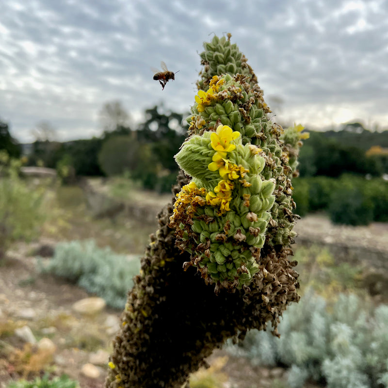 Common / Great Mullein Seeds - The Plant Good Seed Company