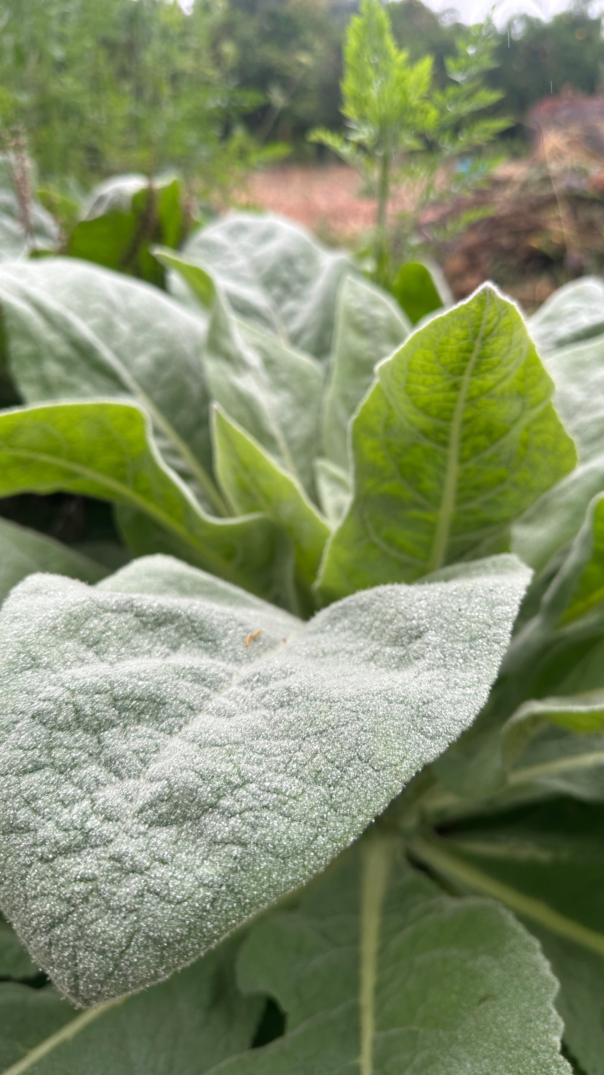 Common / Great Mullein Seeds - The Plant Good Seed Company