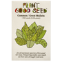Common / Great Mullein Seeds - The Plant Good Seed Company