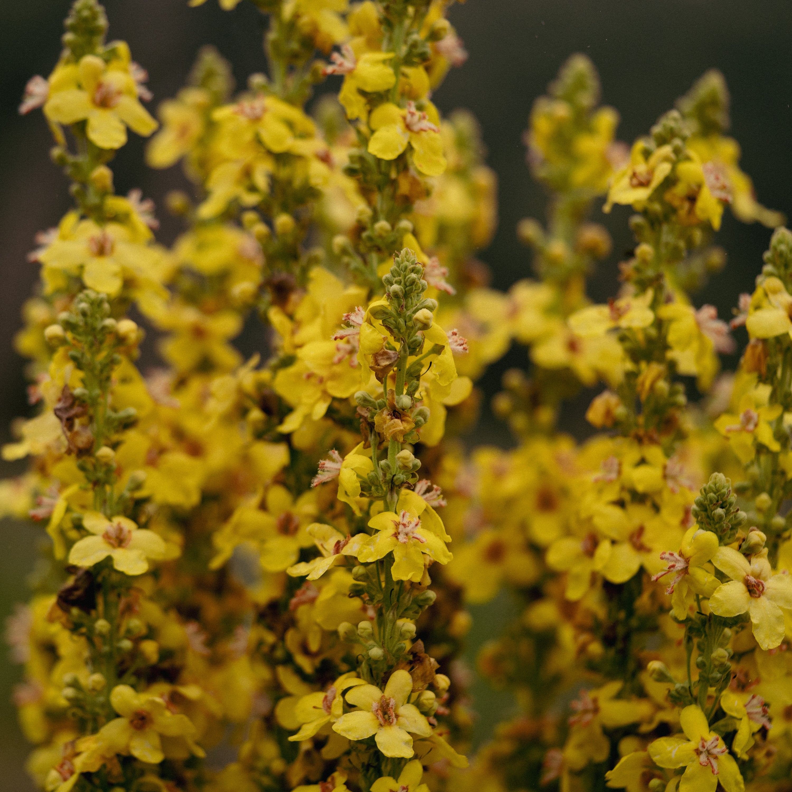 Dense Flowered Mullein Seeds - The Plant Good Seed Company