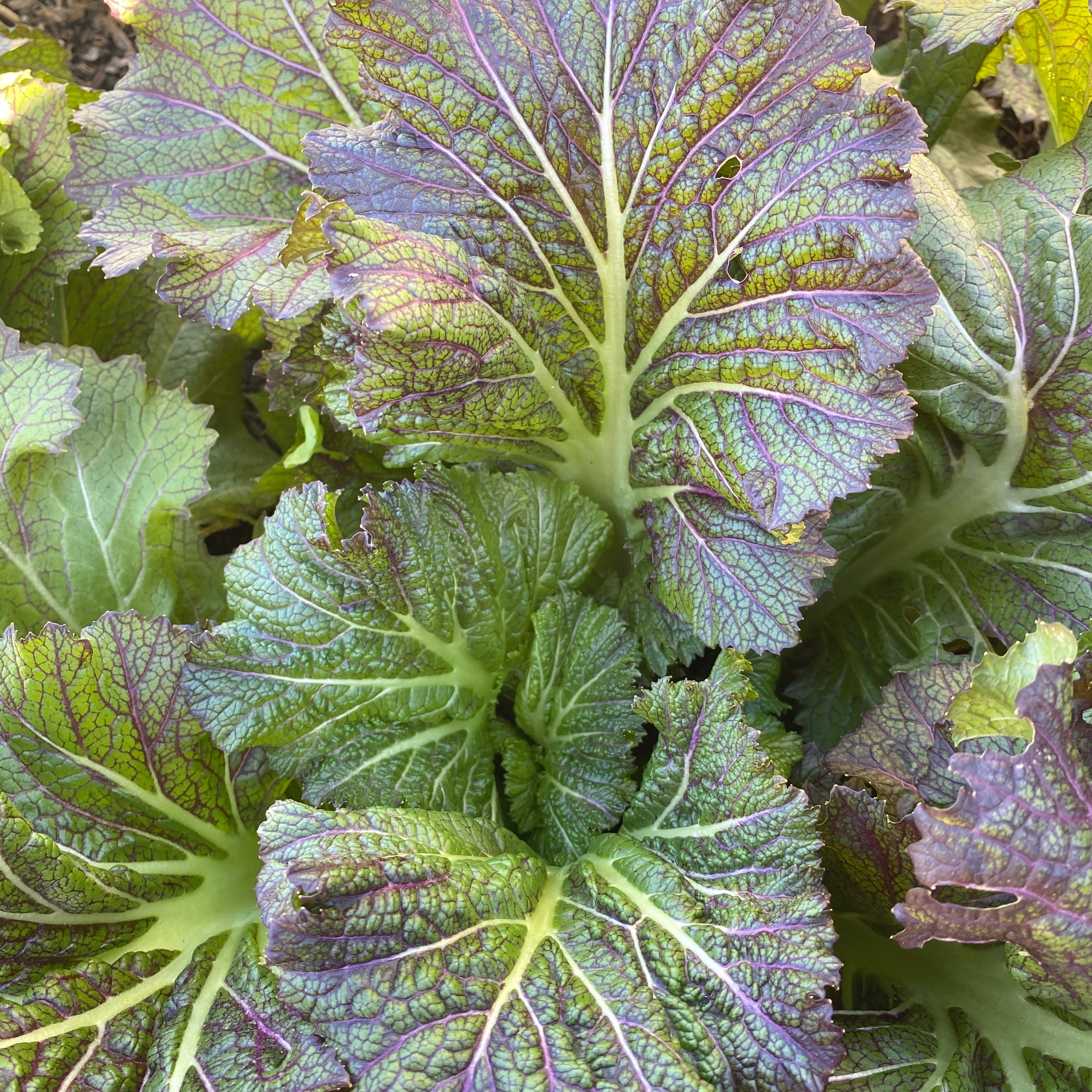 Mustard Greens - The Plant Good Seed Company