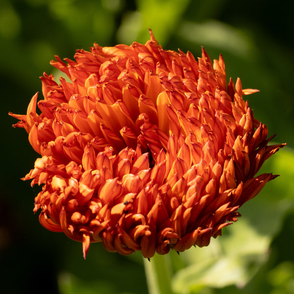 Neon Calendula Seeds - The Plant Good Seed Company