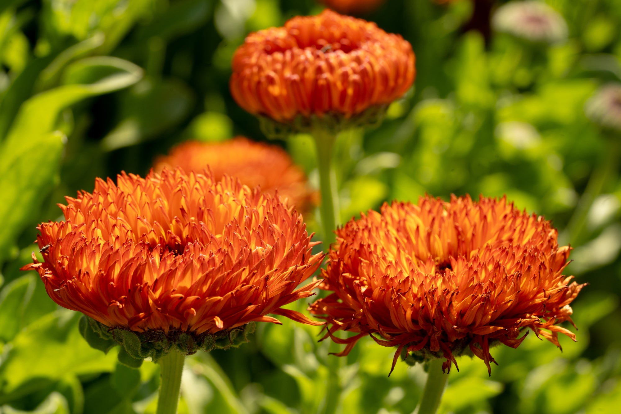 Neon Calendula Seeds - The Plant Good Seed Company