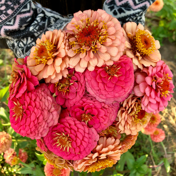 Oklahoma Salmon Zinnia Flower Seeds - The Plant Good Seed Company