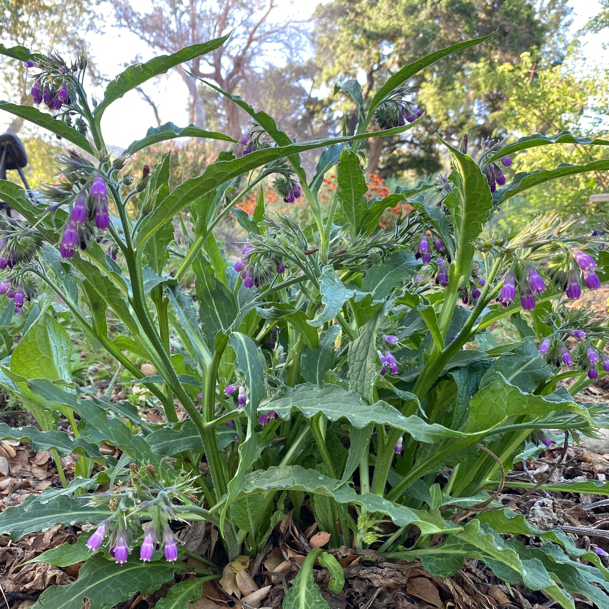 comfrey photos