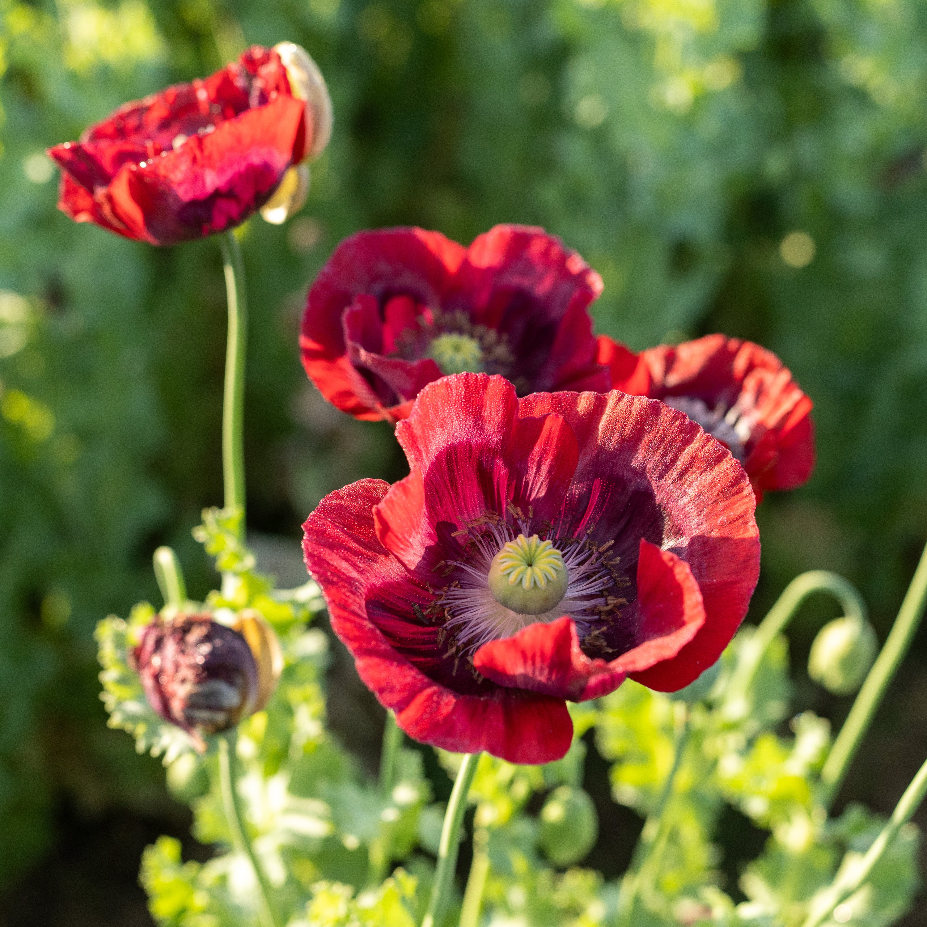 Poppy - The Plant Good Seed Company