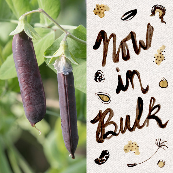 Royal Snap Pea II Seeds - The Plant Good Seed Company