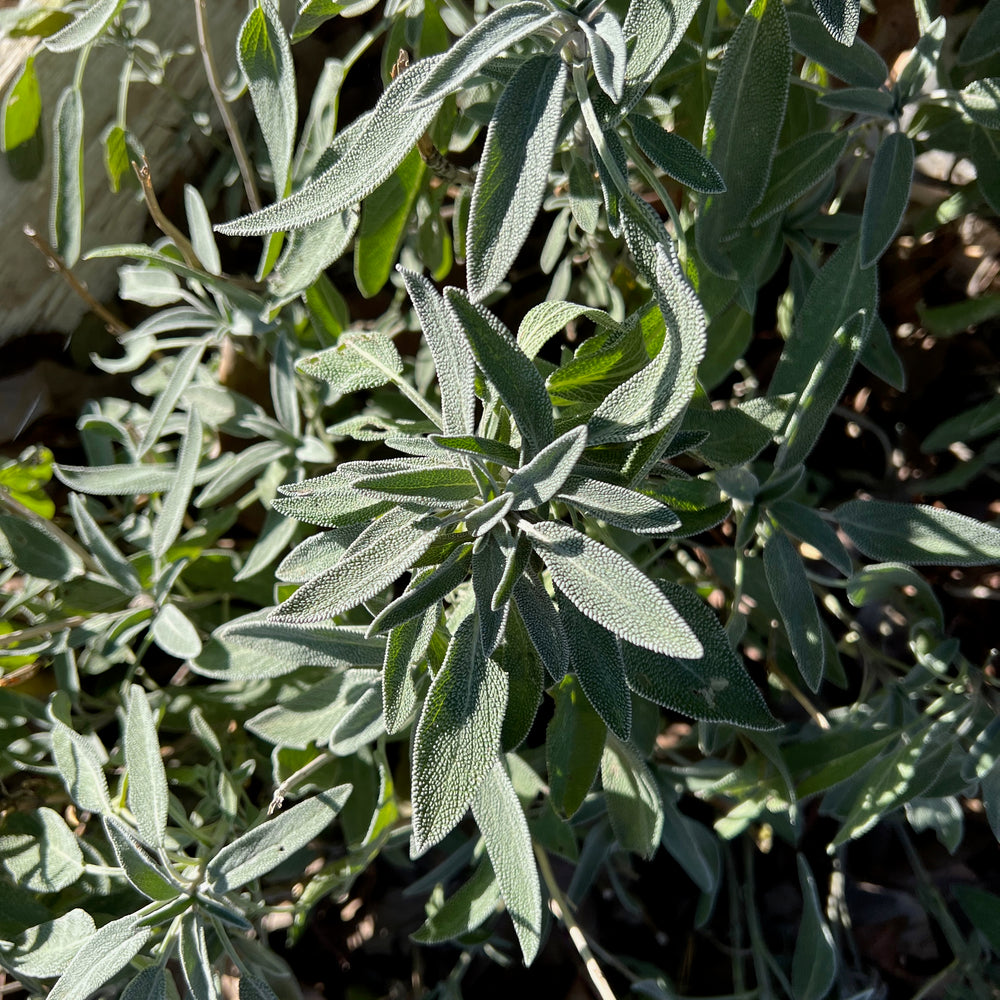 Sage - The Plant Good Seed Company