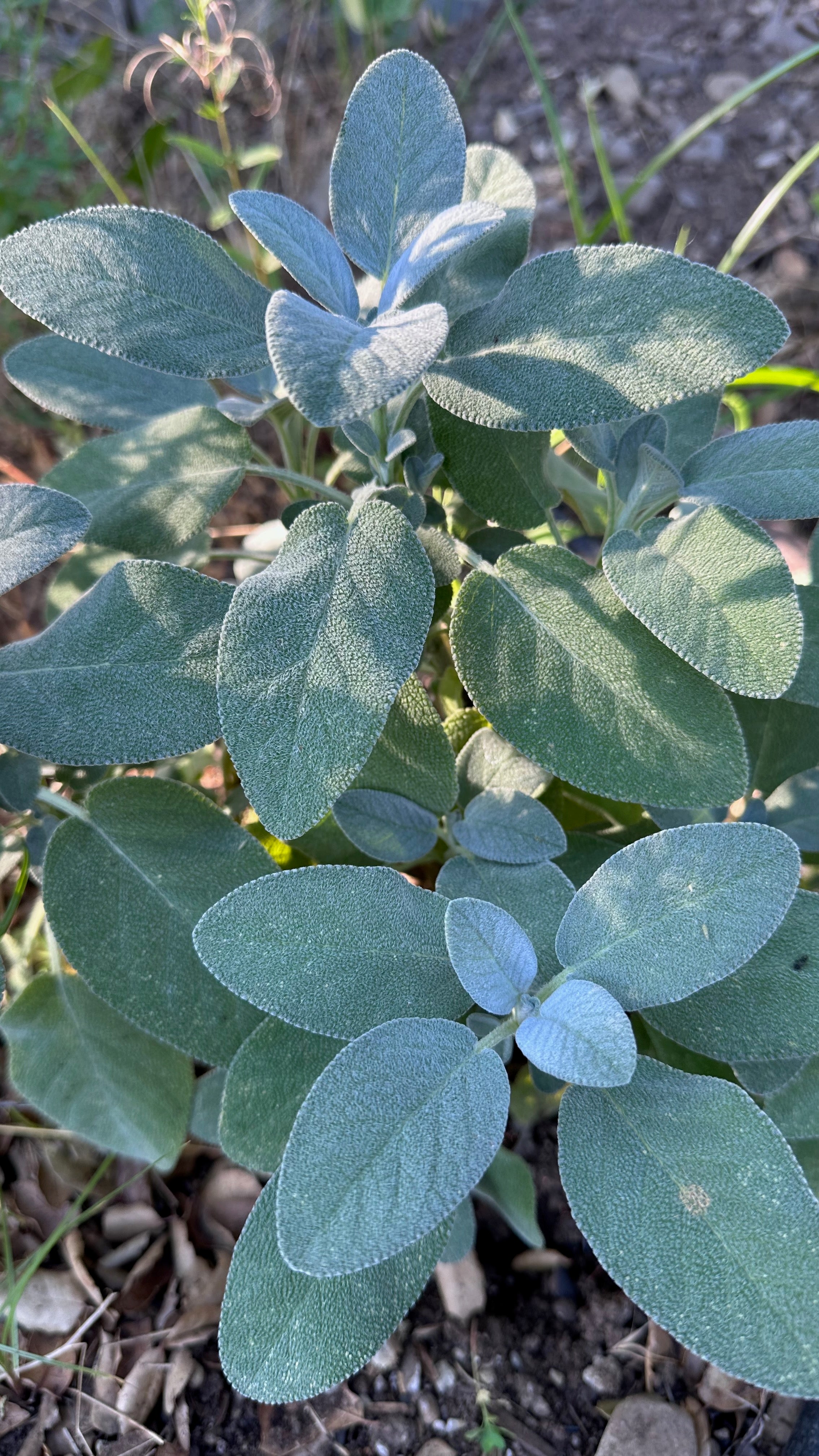 Garden Sage Seeds - The Plant Good Seed Company