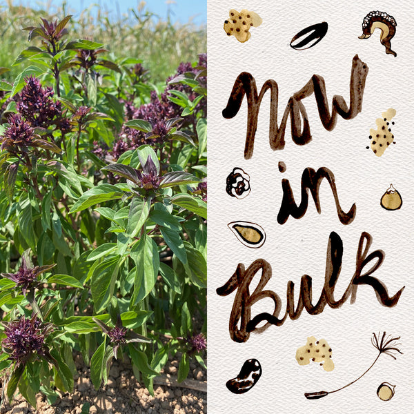 Siam Queen Thai Basil Seeds - The Plant Good Seed Company