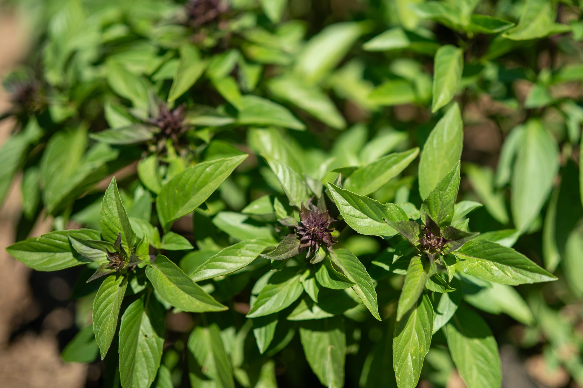 Siam Queen Thai Basil Seeds - The Plant Good Seed Company