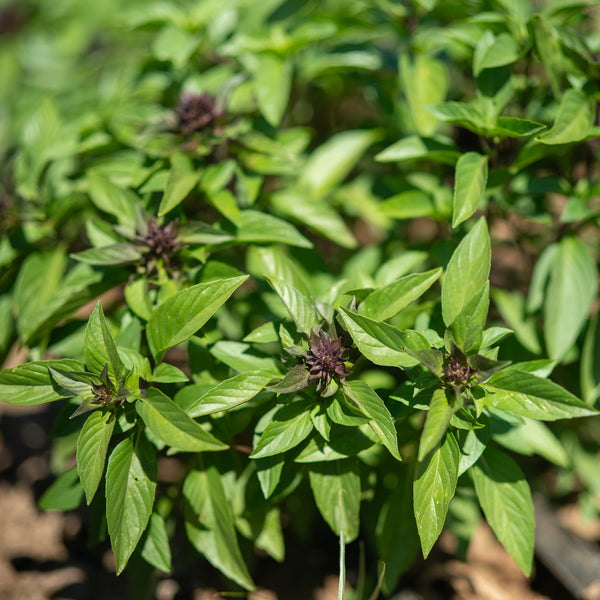 Siam Queen Thai Basil Seeds - The Plant Good Seed Company