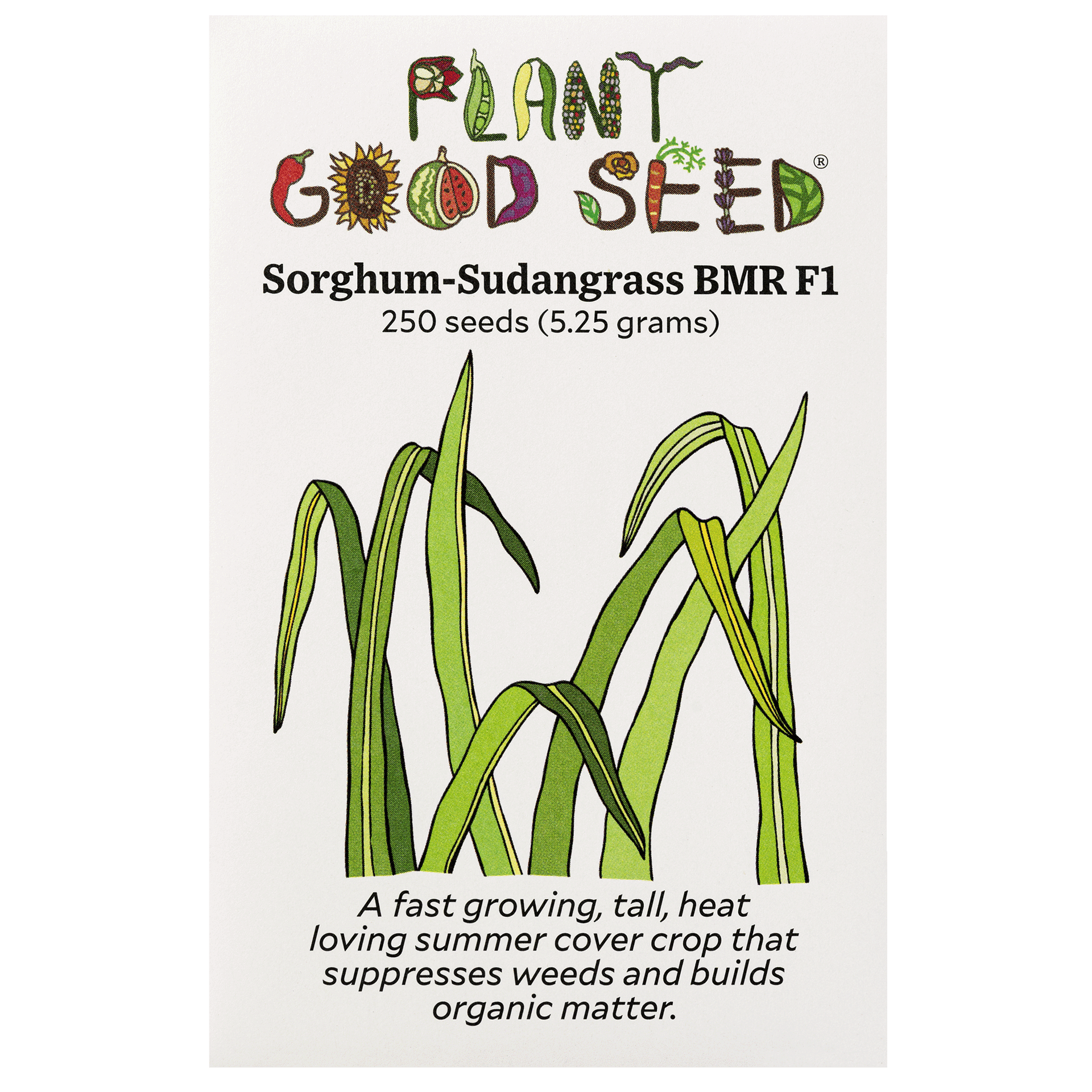 Sorghum Sudangrass BMR F1 Seeds - The Plant Good Seed Company