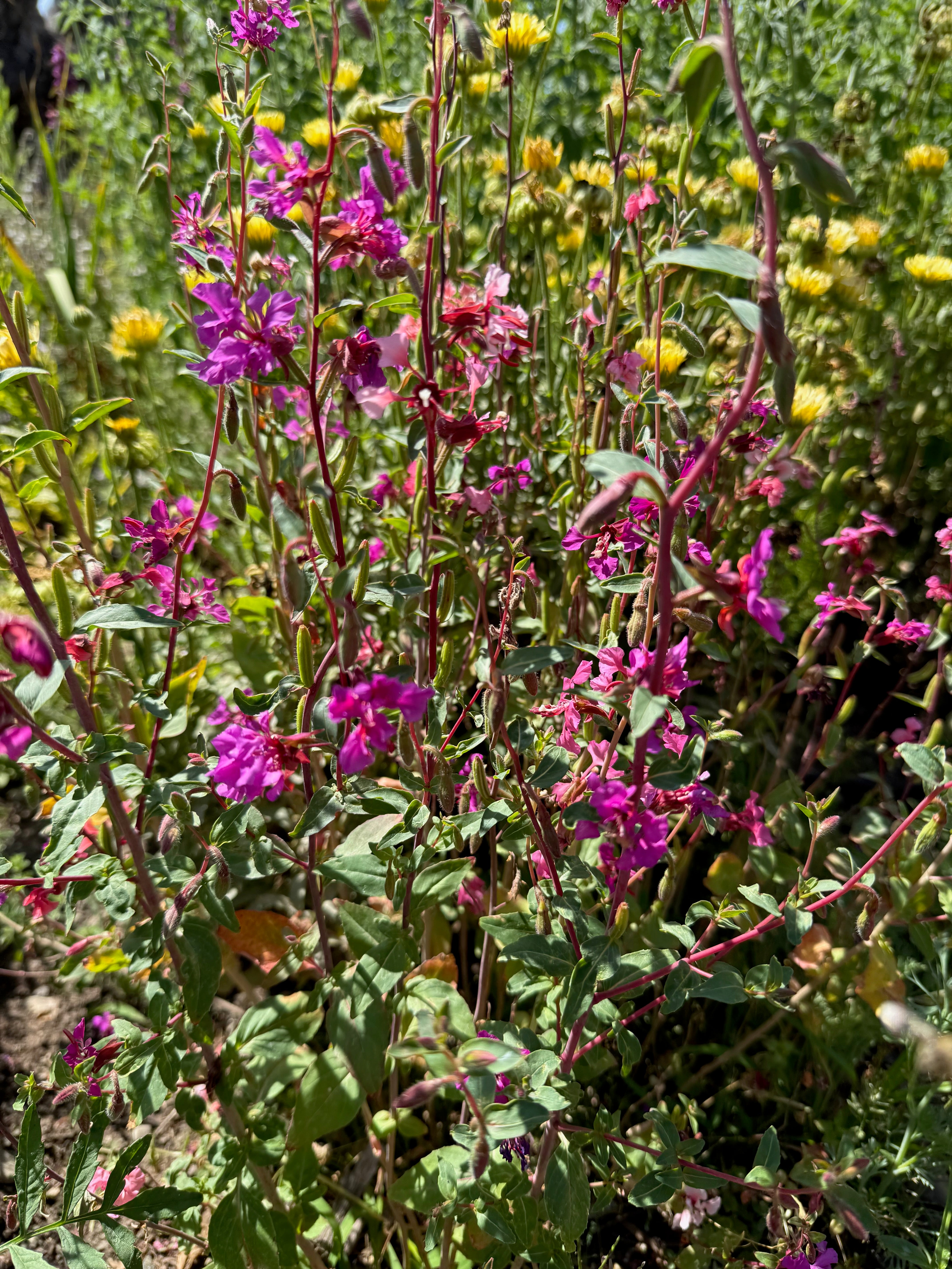 Southern California Native Wildflower Seed Mix - The Plant Good Seed ...