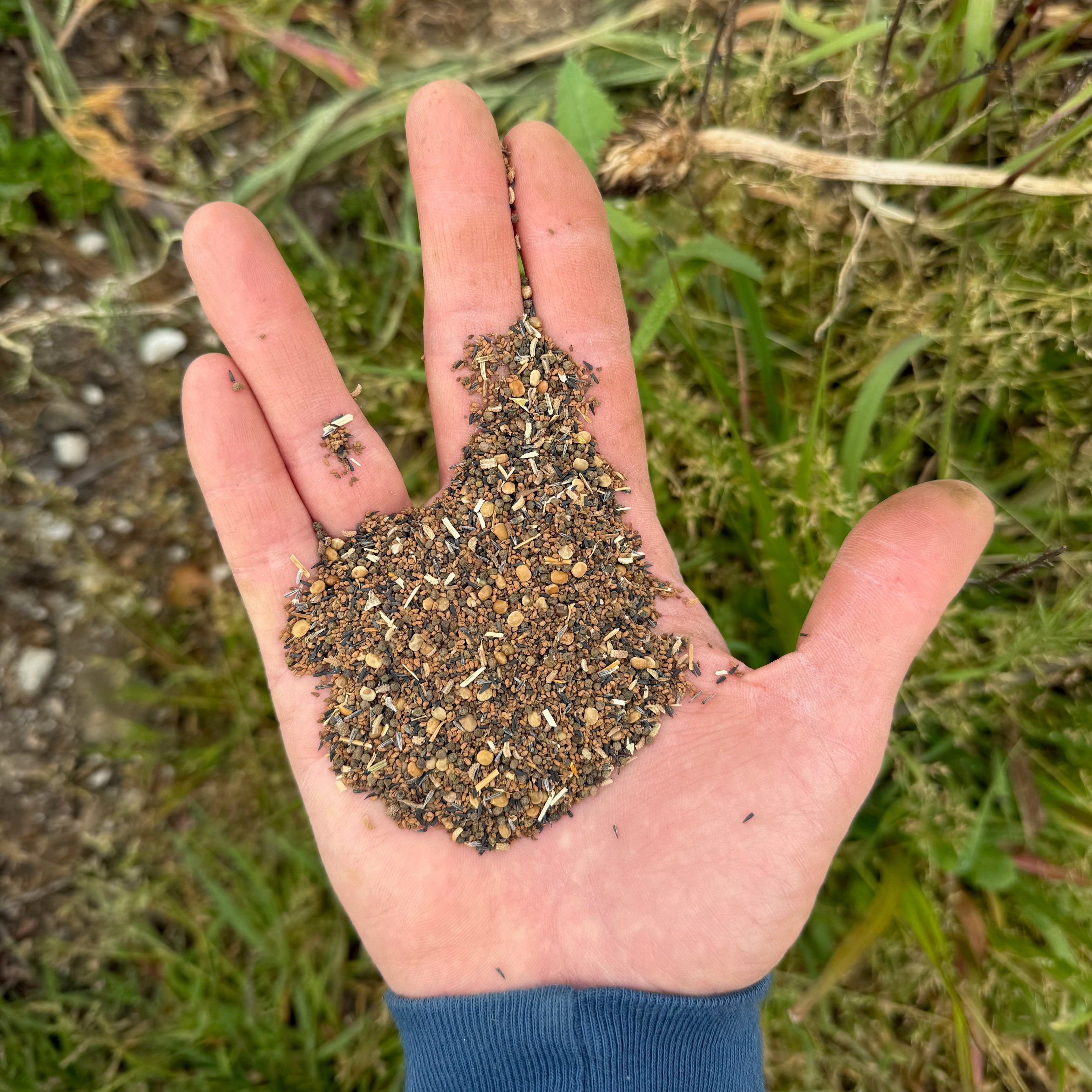 Southern California Native Wildflower Seed Mix - The Plant Good Seed ...