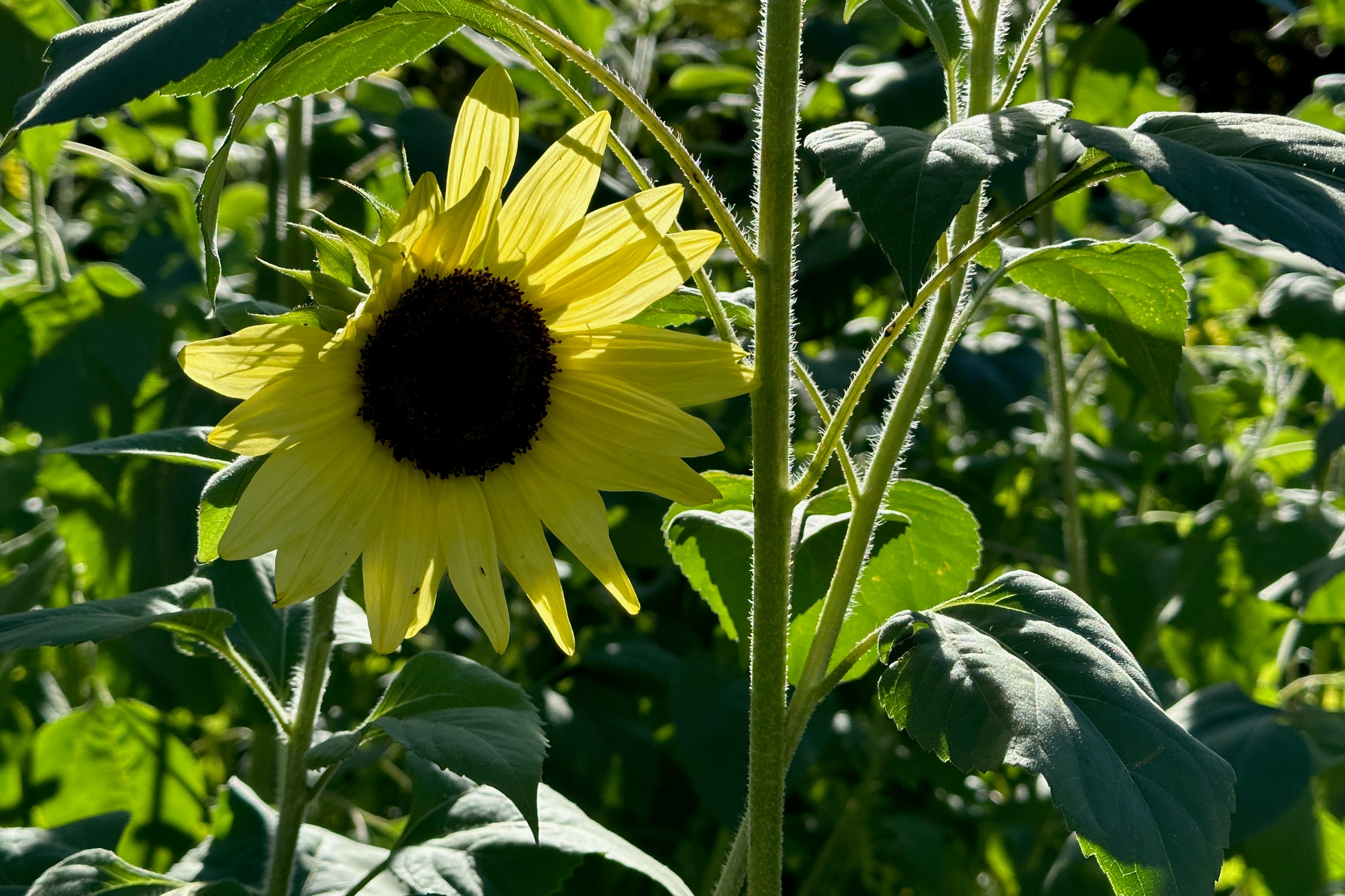 Lemon Queen Sunflower - The Plant Good Seed Company