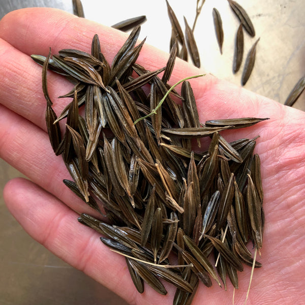 Sweet Cicely / Garden Myrrh Seeds - The Plant Good Seed Company