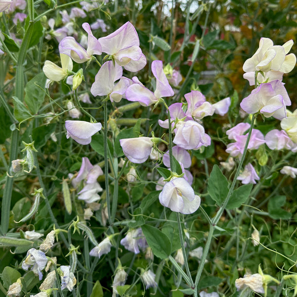April in Paris Sweet Pea Seeds - The Plant Good Seed Company