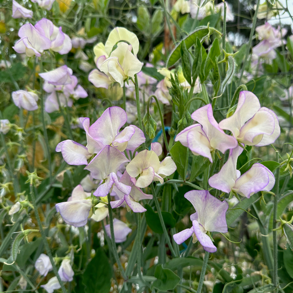 Sweet Pea Seeds - The Plant Good Seed Company