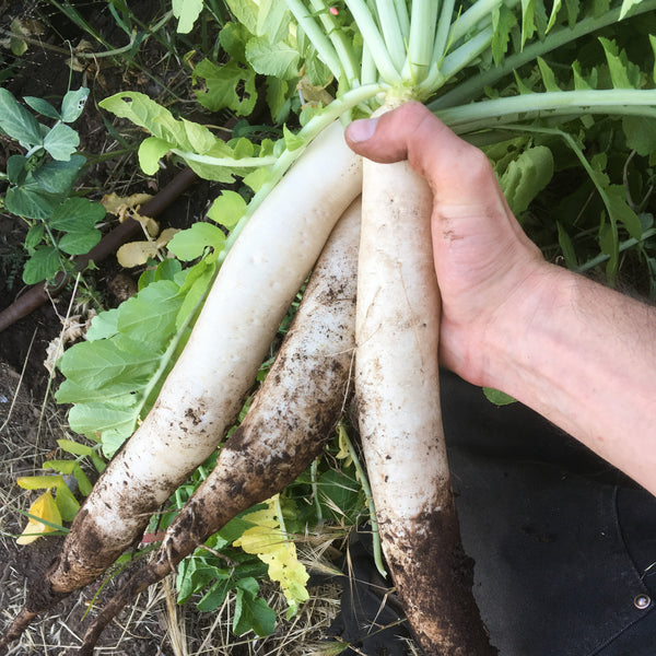 Tapmaster Daikon Radish Seeds - The Plant Good Seed Company
