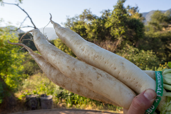 Tapmaster Daikon Radish Seeds - The Plant Good Seed Company