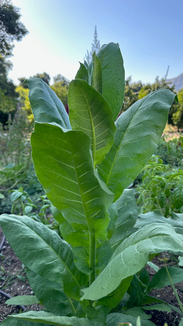 Shirazi Tobacco Seed - The Plant Good Seed Company