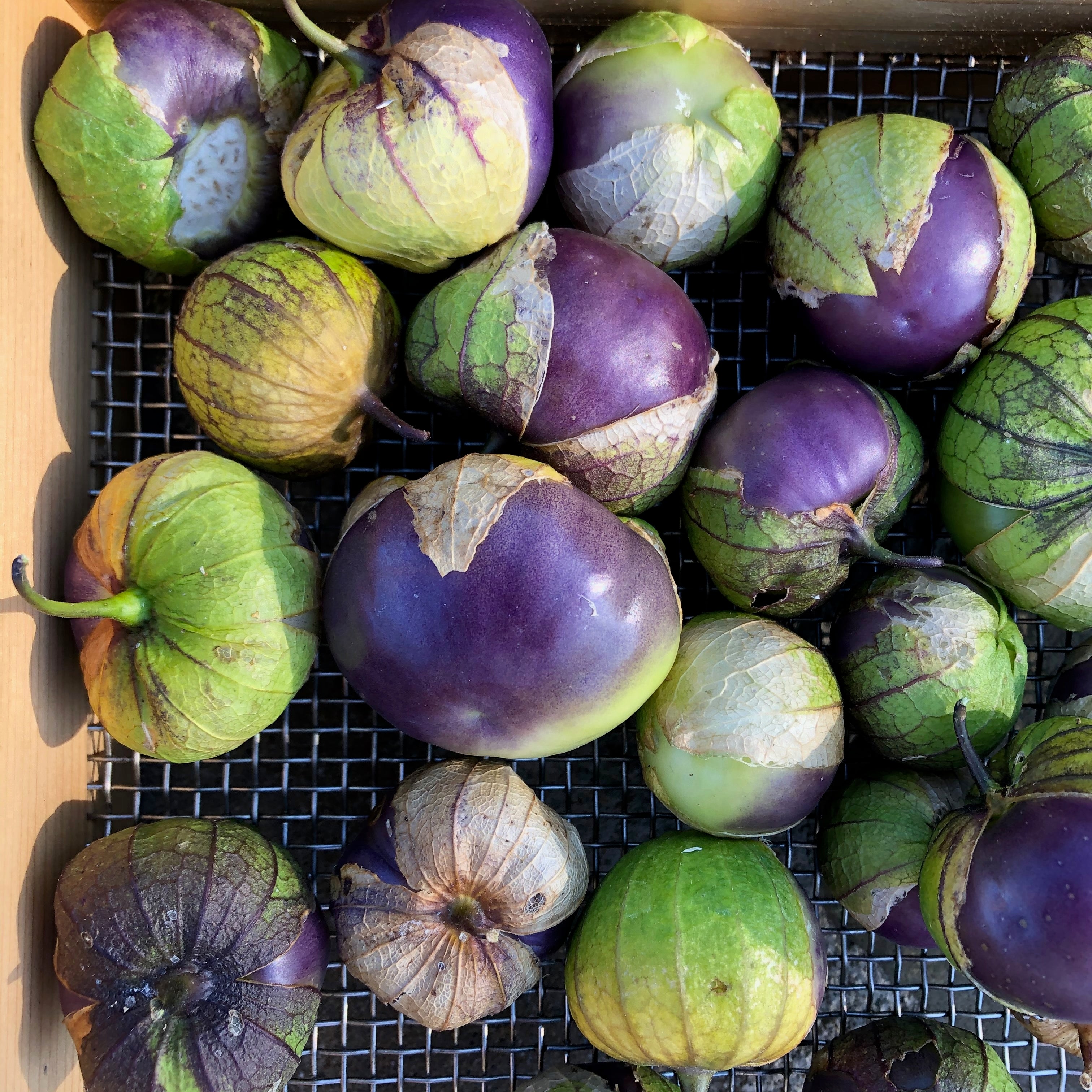 Purple Tomatillo Seeds - The Plant Good Seed Company