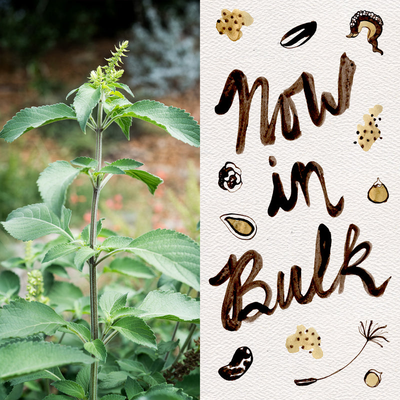 Vana Tulsi / Holy Basil Seeds - The Plant Good Seed Company