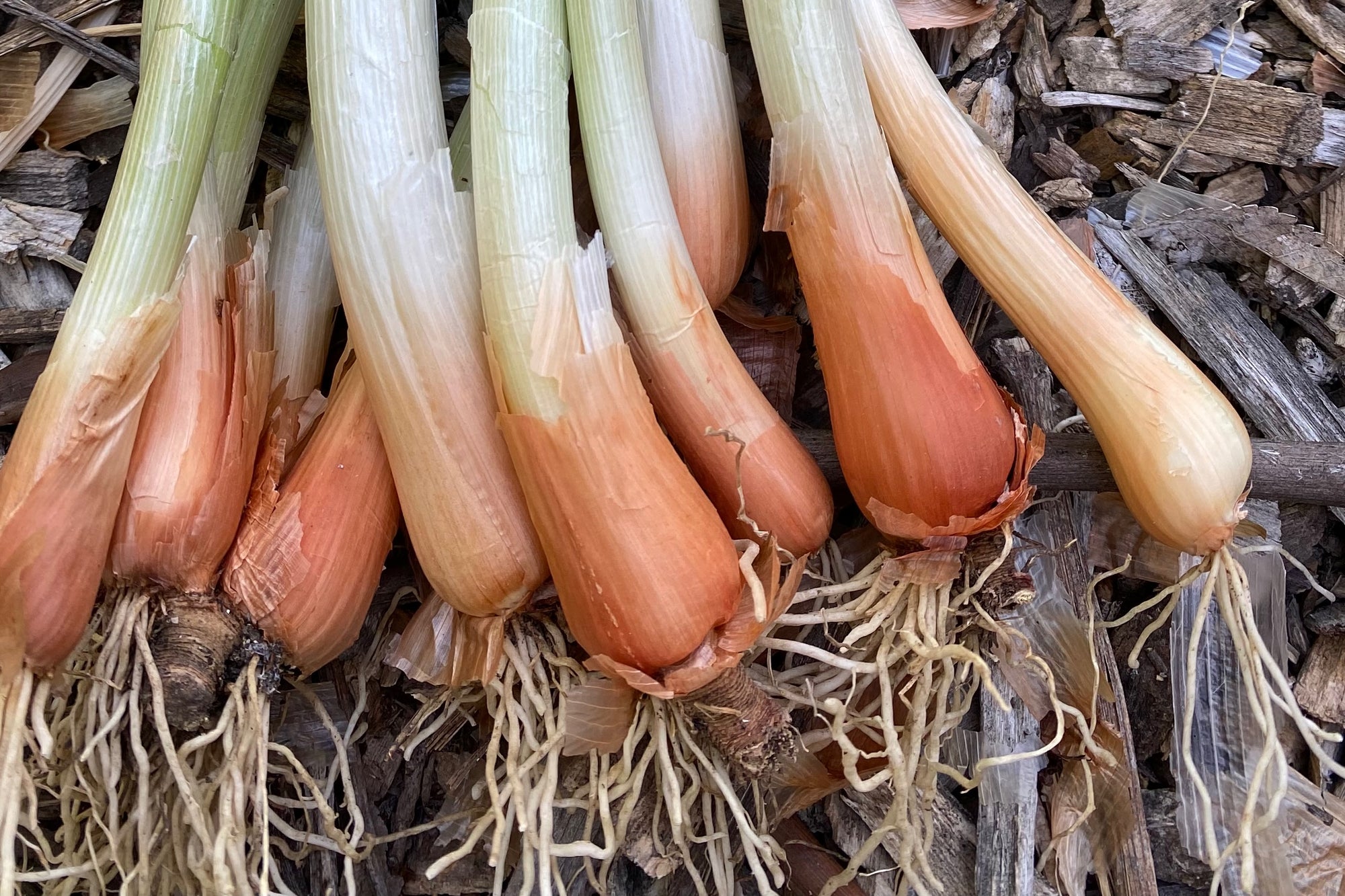 Welsh Onion Seeds - The Plant Good Seed Company