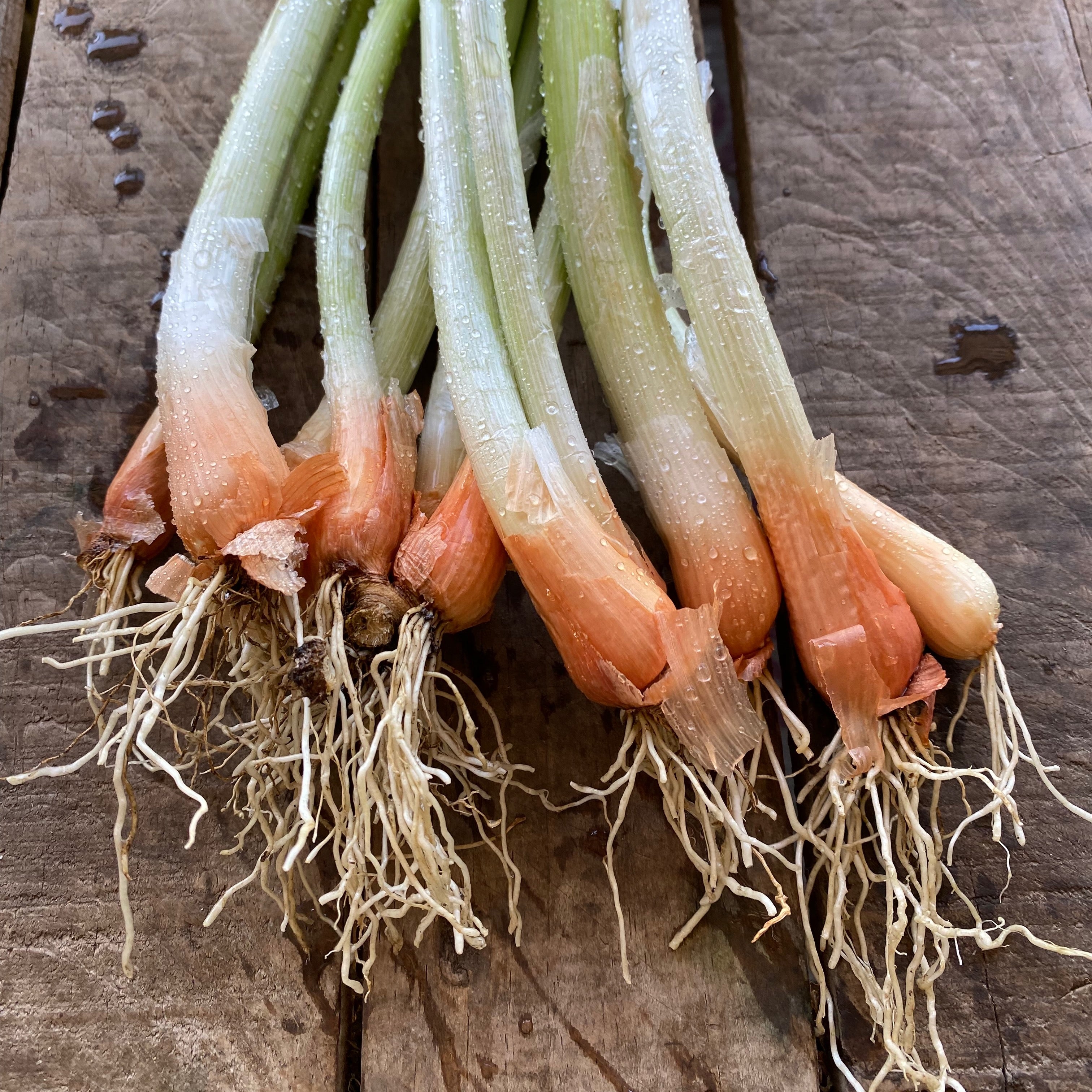 Welsh Onion Seeds - The Plant Good Seed Company