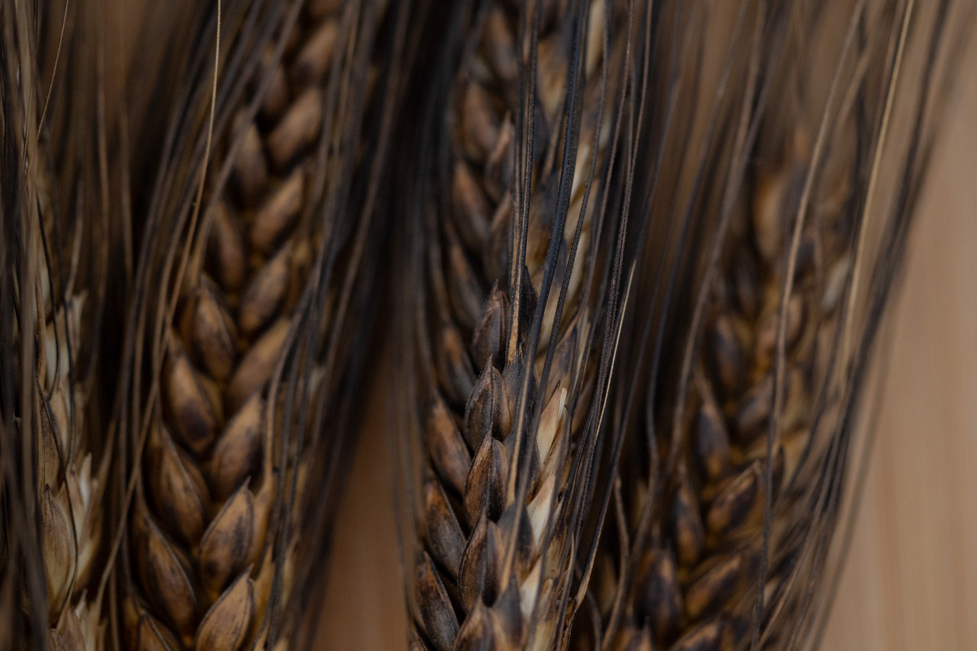 Black Eagle Spring Wheat Seeds - The Plant Good Seed Company