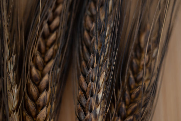 Black Eagle Spring Wheat Seeds - The Plant Good Seed Company