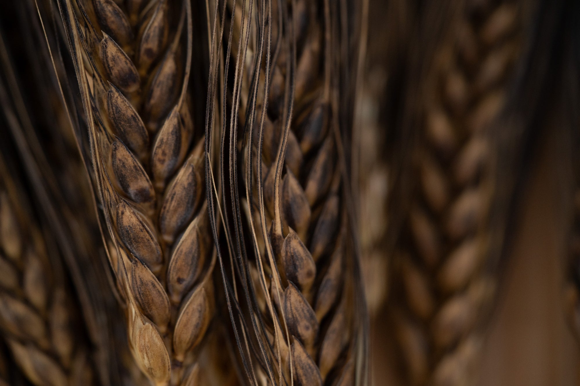Black Eagle Spring Wheat Seeds - The Plant Good Seed Company