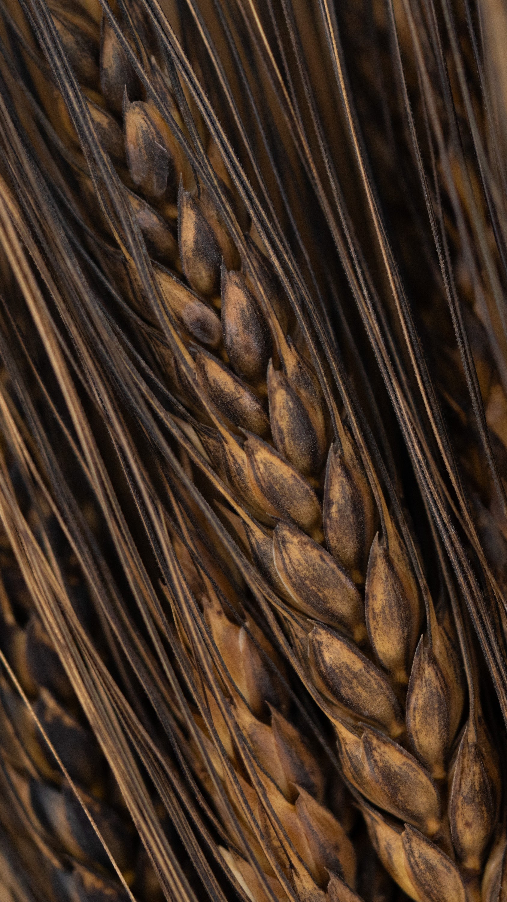 Black Eagle Spring Wheat Seeds - The Plant Good Seed Company