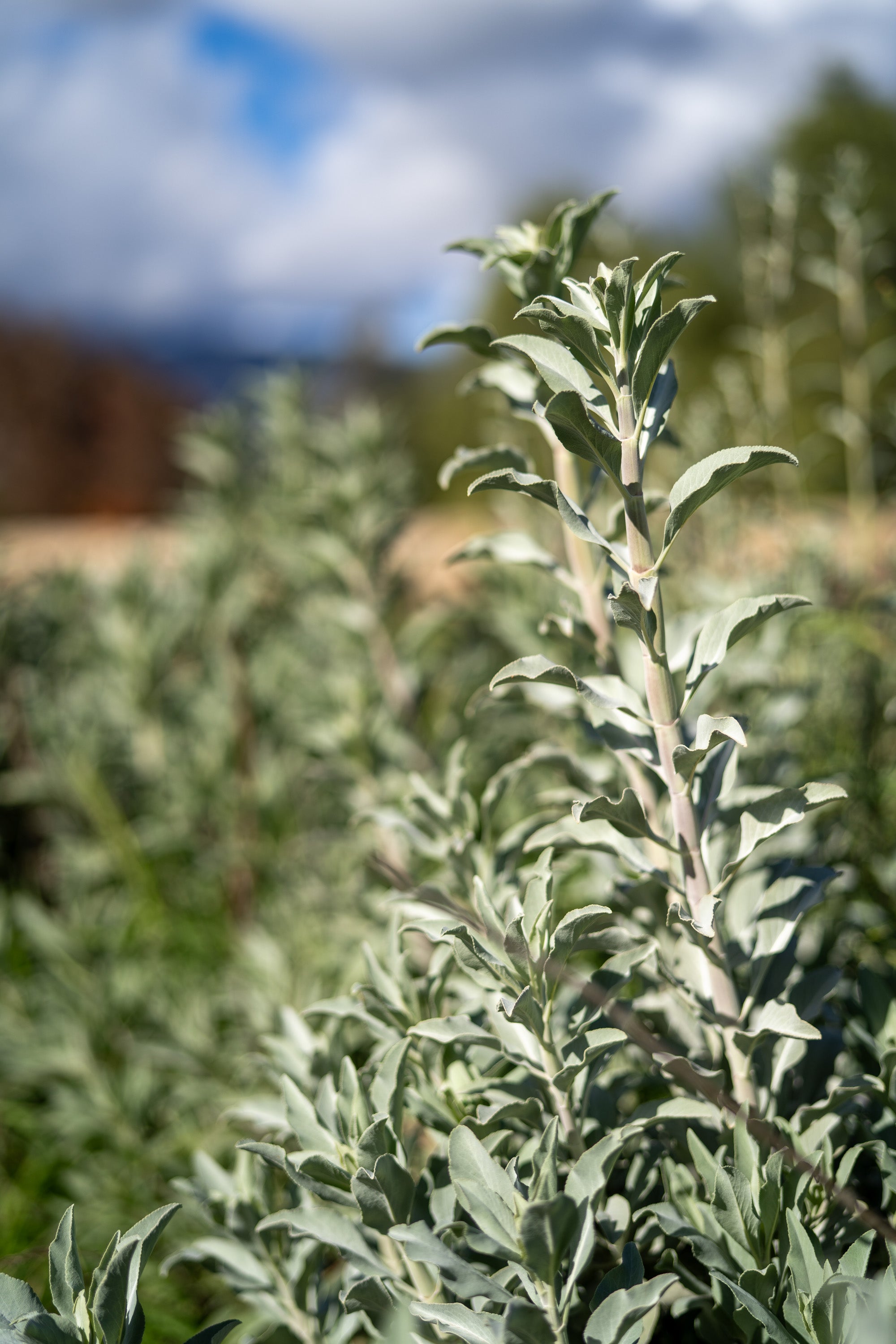 White Sage Seeds - The Plant Good Seed Company