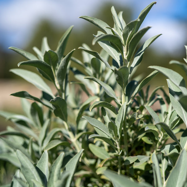 White Sage Leaves